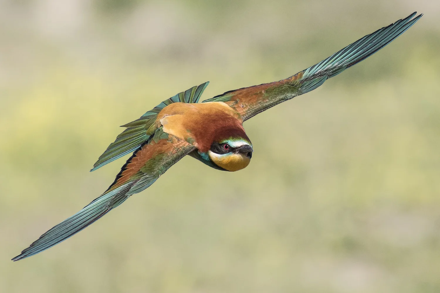 Phil Gower Bird Photography