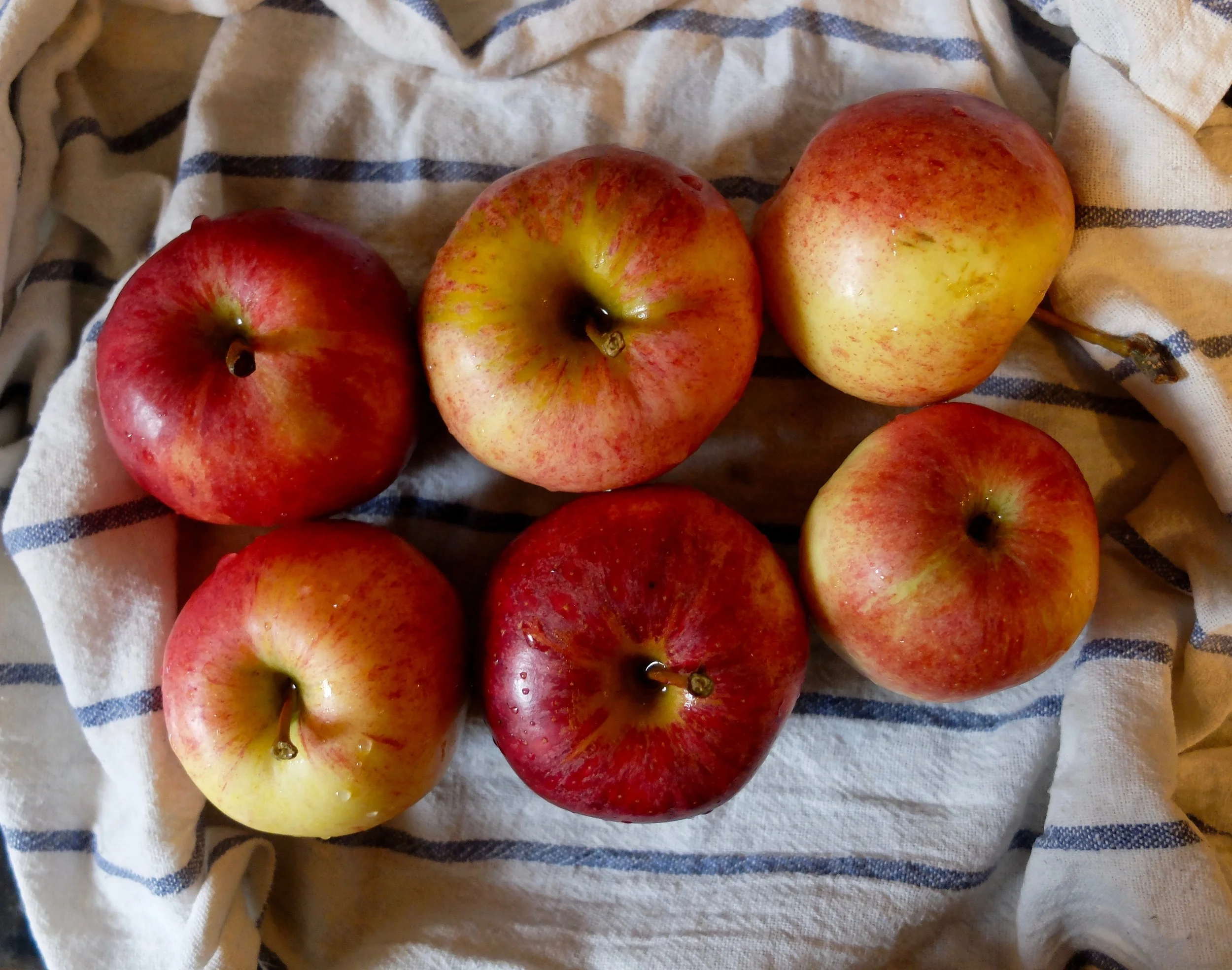 Apple Kuchen — Recipe Box Project