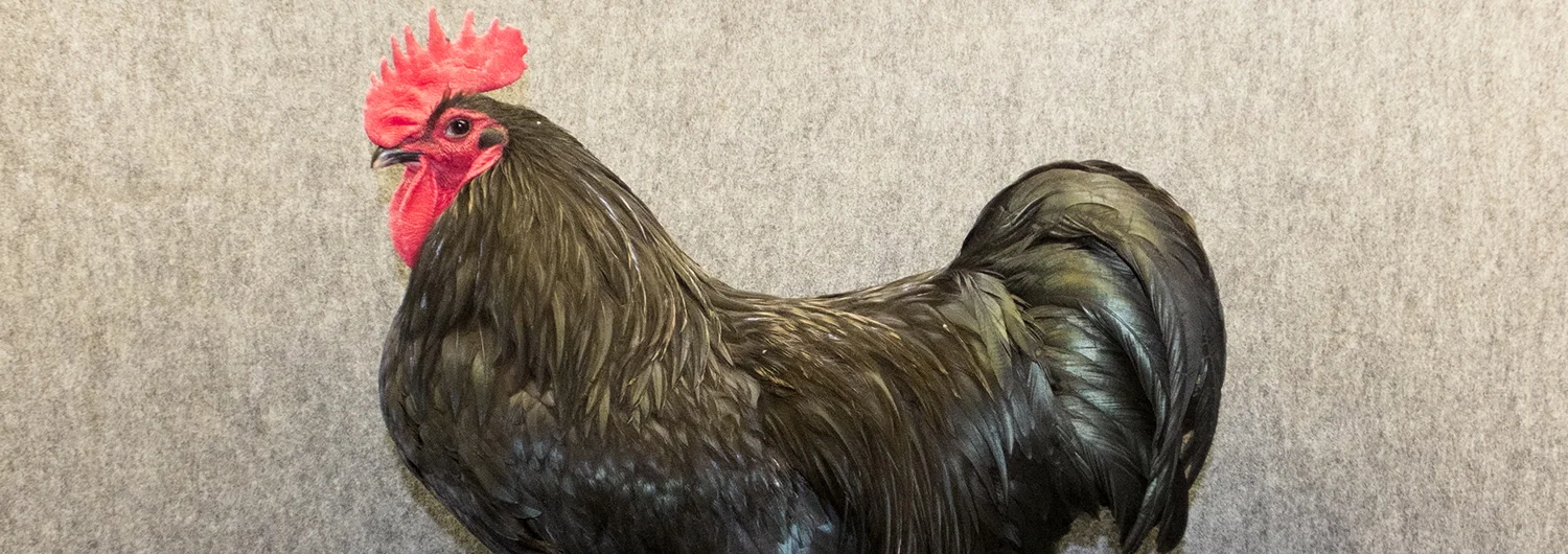 History — Ohio National Poultry Show