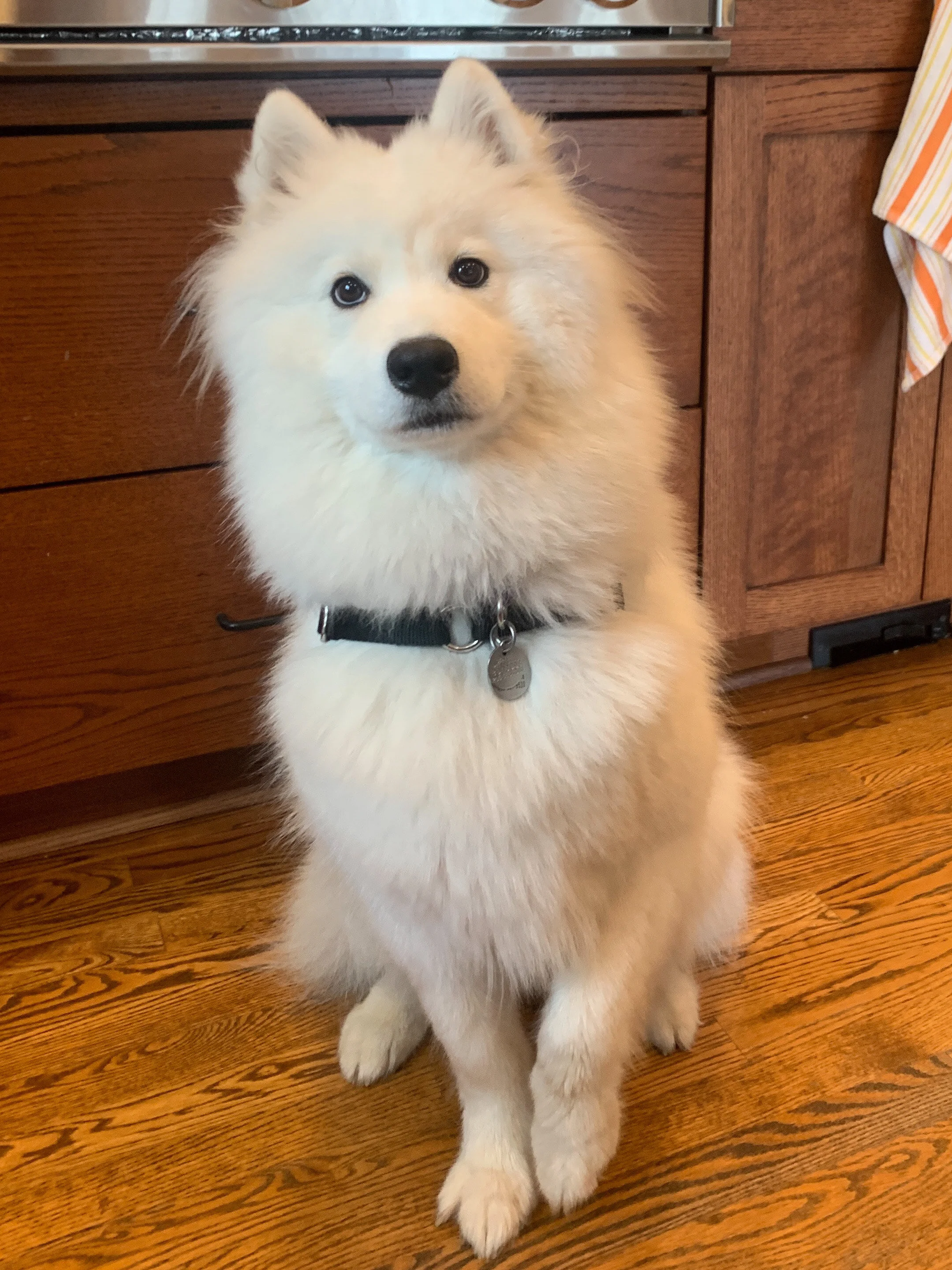 OUR SUCCESS STORIES — Y-Not Save a Sam Rescue