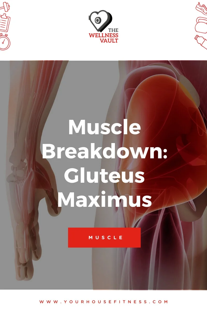 Muscle Breakdown: Gluteus Maximus | Your House Fitness