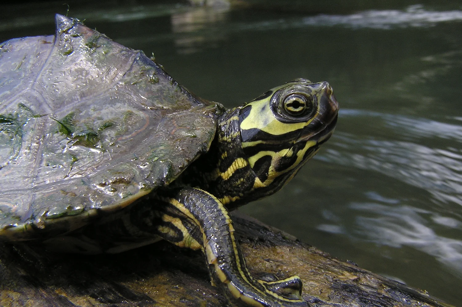 Species — Florida Turtle Conservation Trust