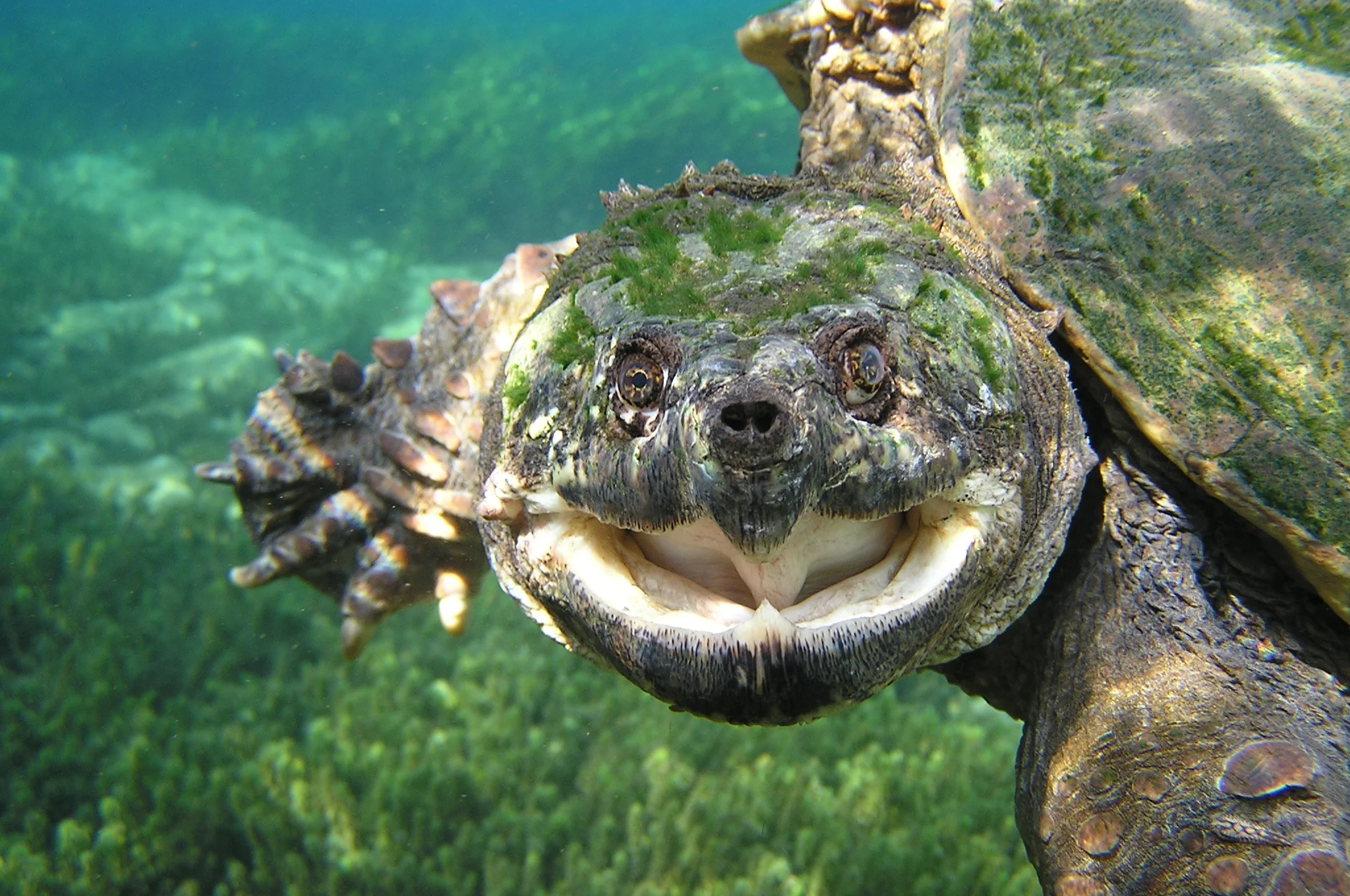 Species — Florida Turtle Conservation Trust