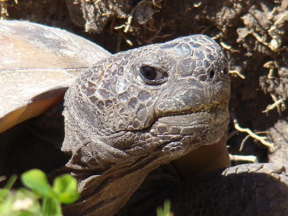 Species — Florida Turtle Conservation Trust