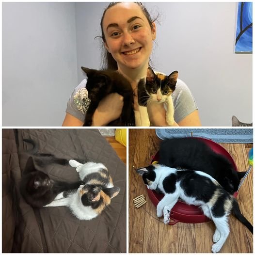 Stormfront & Kimiko — Patricia H. Ladew Foundation, Inc.