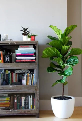 Plant Spotlight of the Week: Fiddle Leaf Fig — The Zen Succulent ...