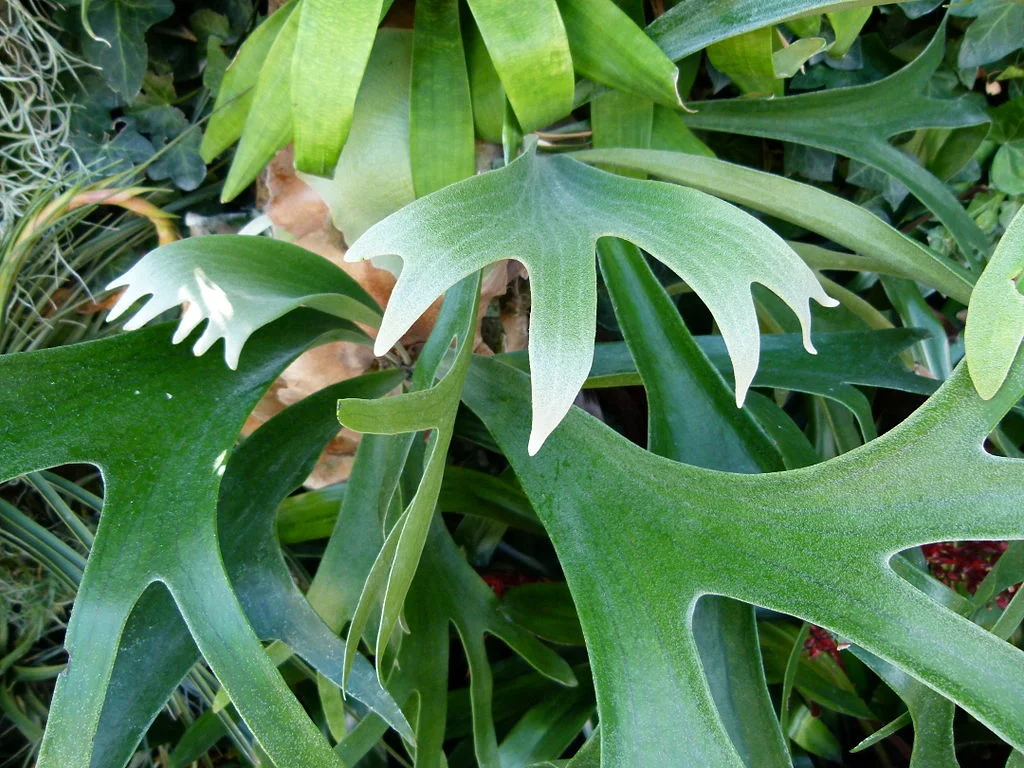 Caring for Staghorn Ferns — The Zen Succulent | Durham's Neighborhood ...