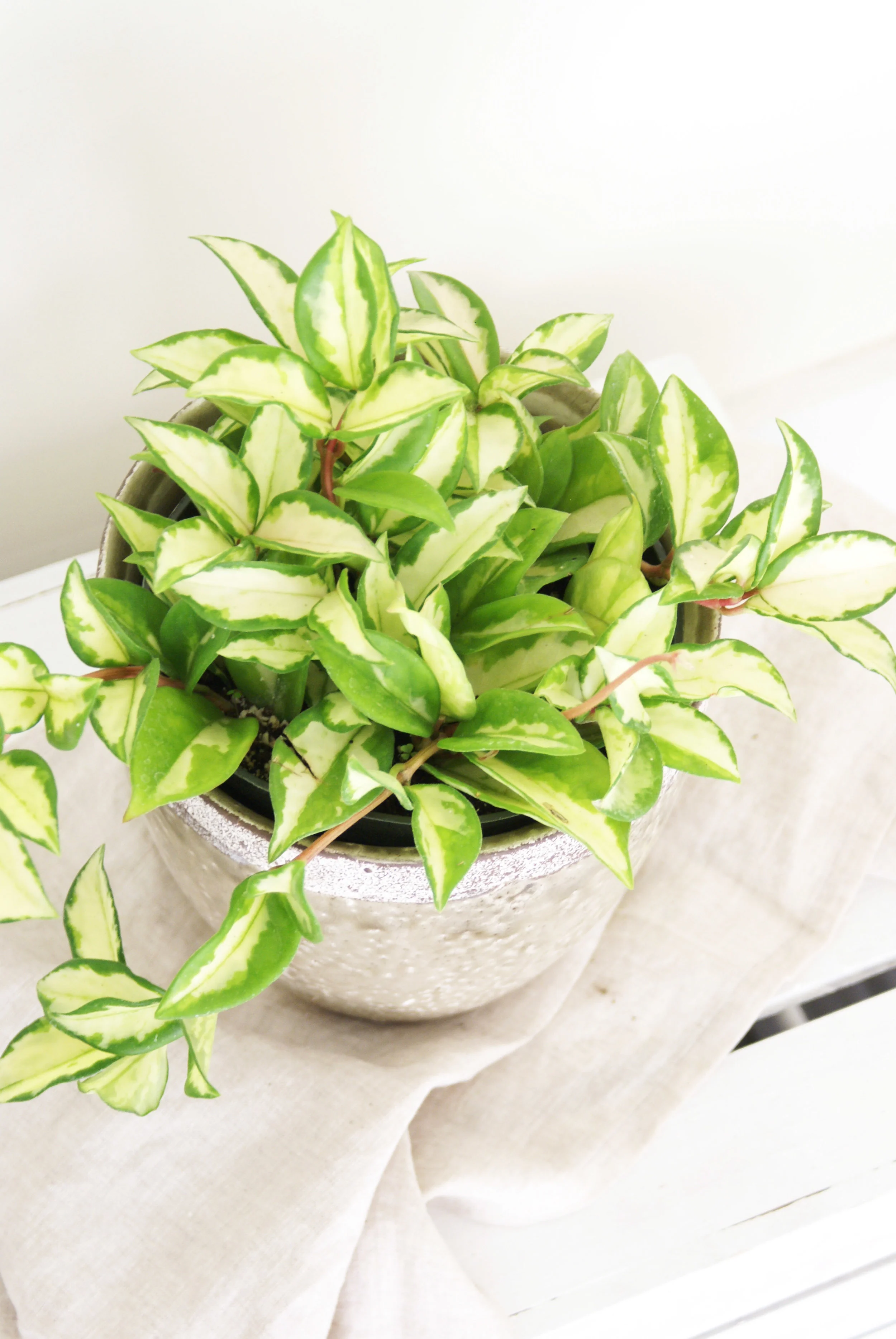Plant Spotlight of the Week: Hoya Pubicalyx — The Zen Succulent ...