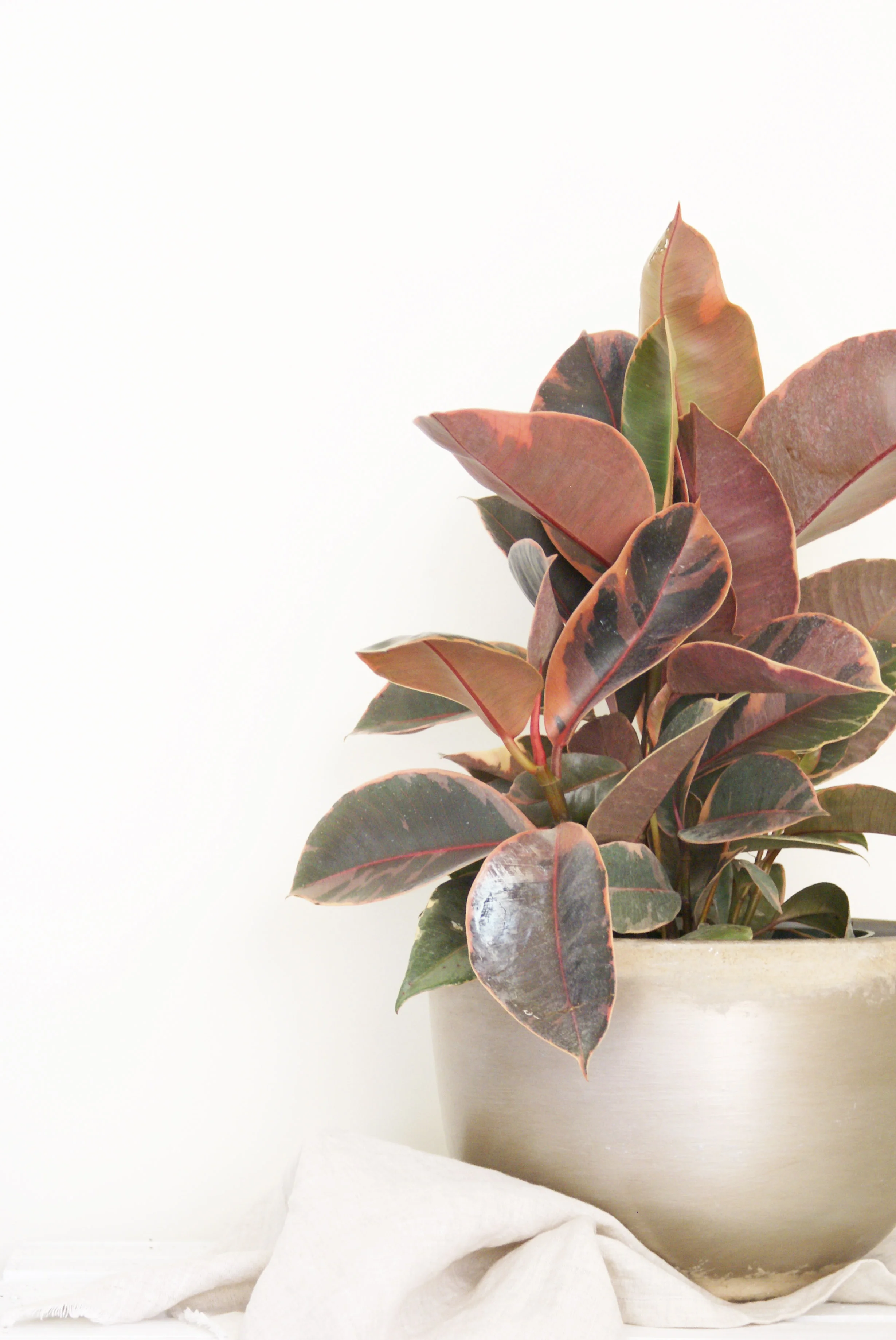 Plant Tip Tuesday: Top 5 Best Houseplants for Kids — The Zen Succulent ...