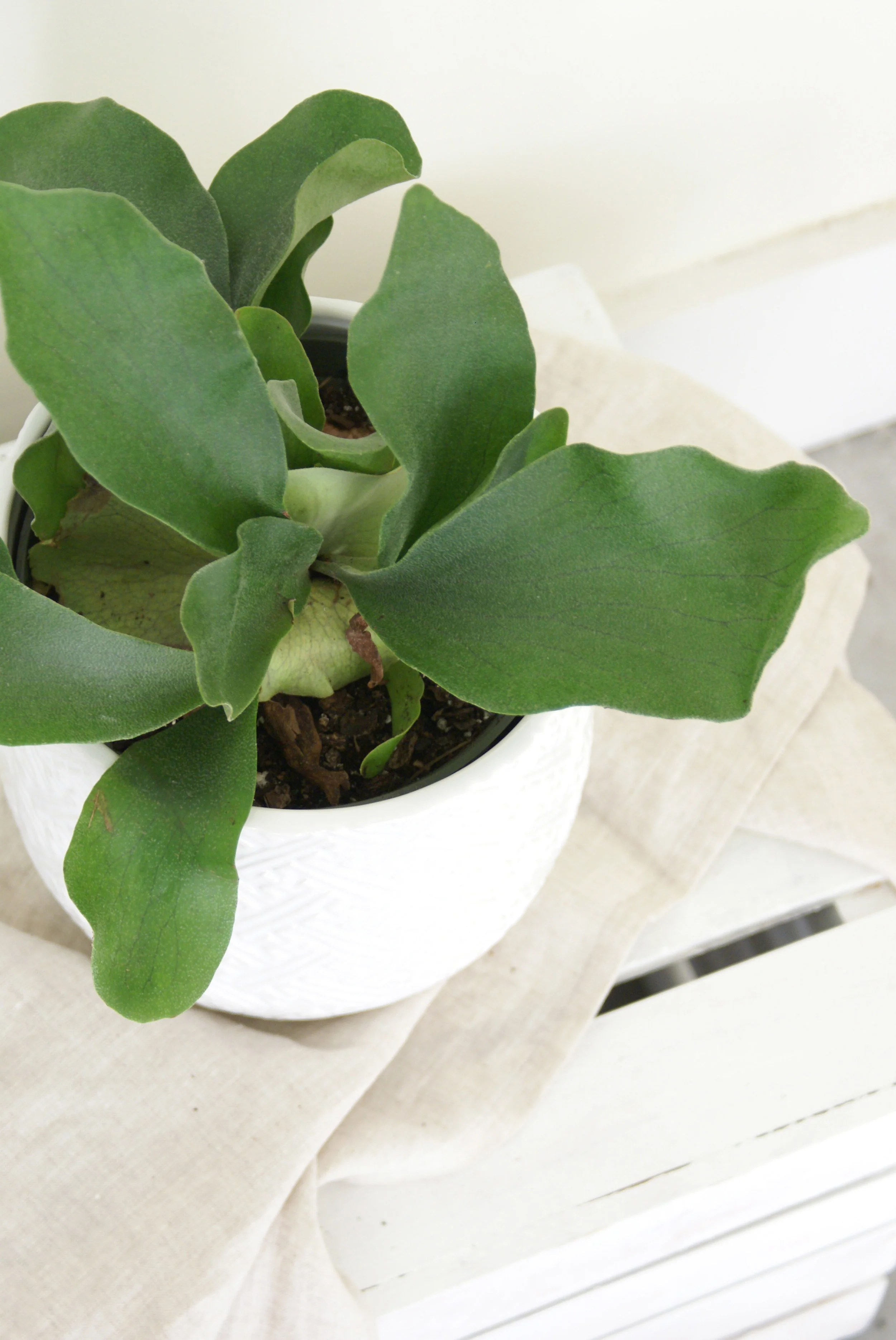 Plant Spotlight of the Week: Staghorn Fern — The Zen Succulent | Durham ...