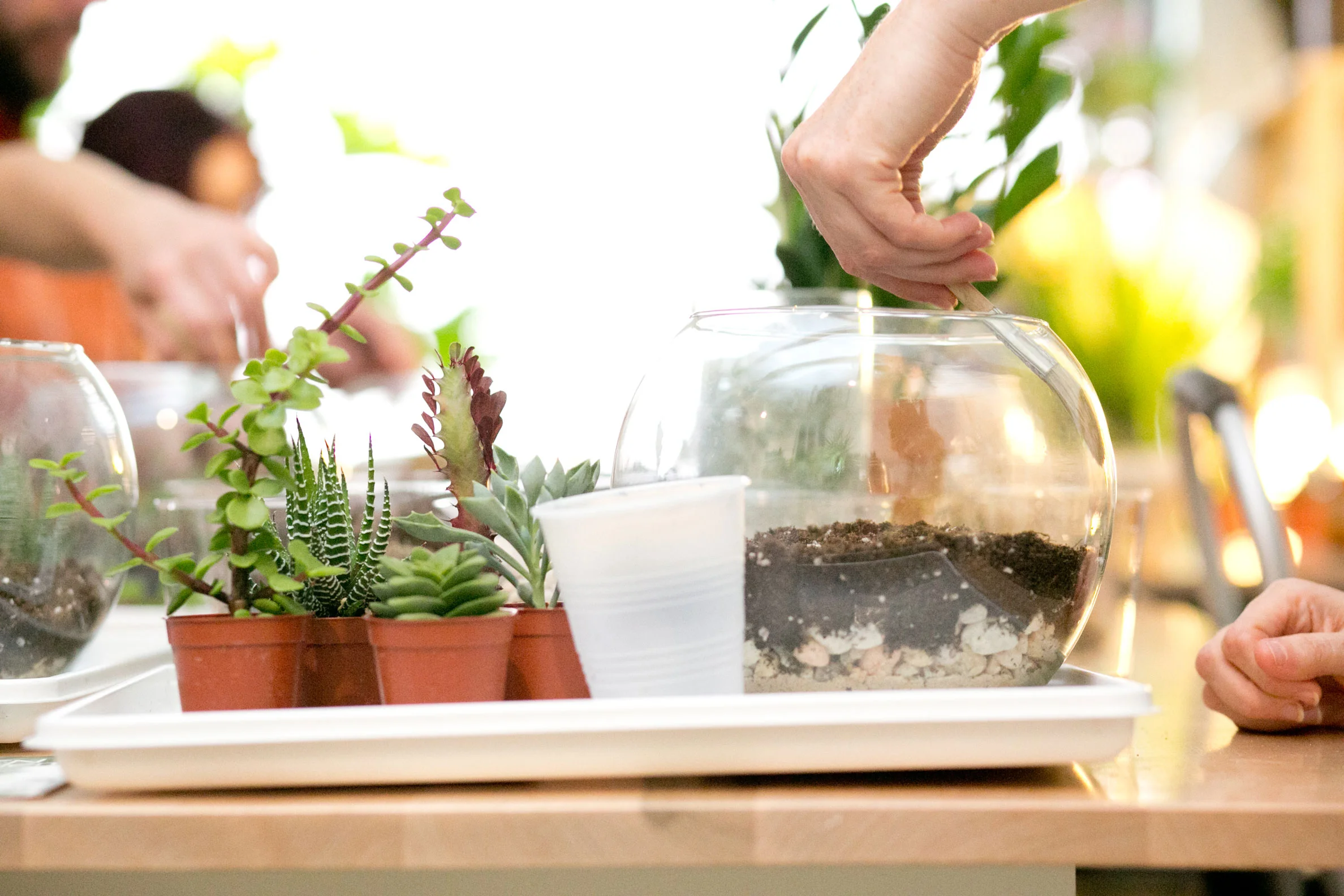 The Zen Succulent | Durham's Neighborhood Plant & Gift ShopThe ZEN ...