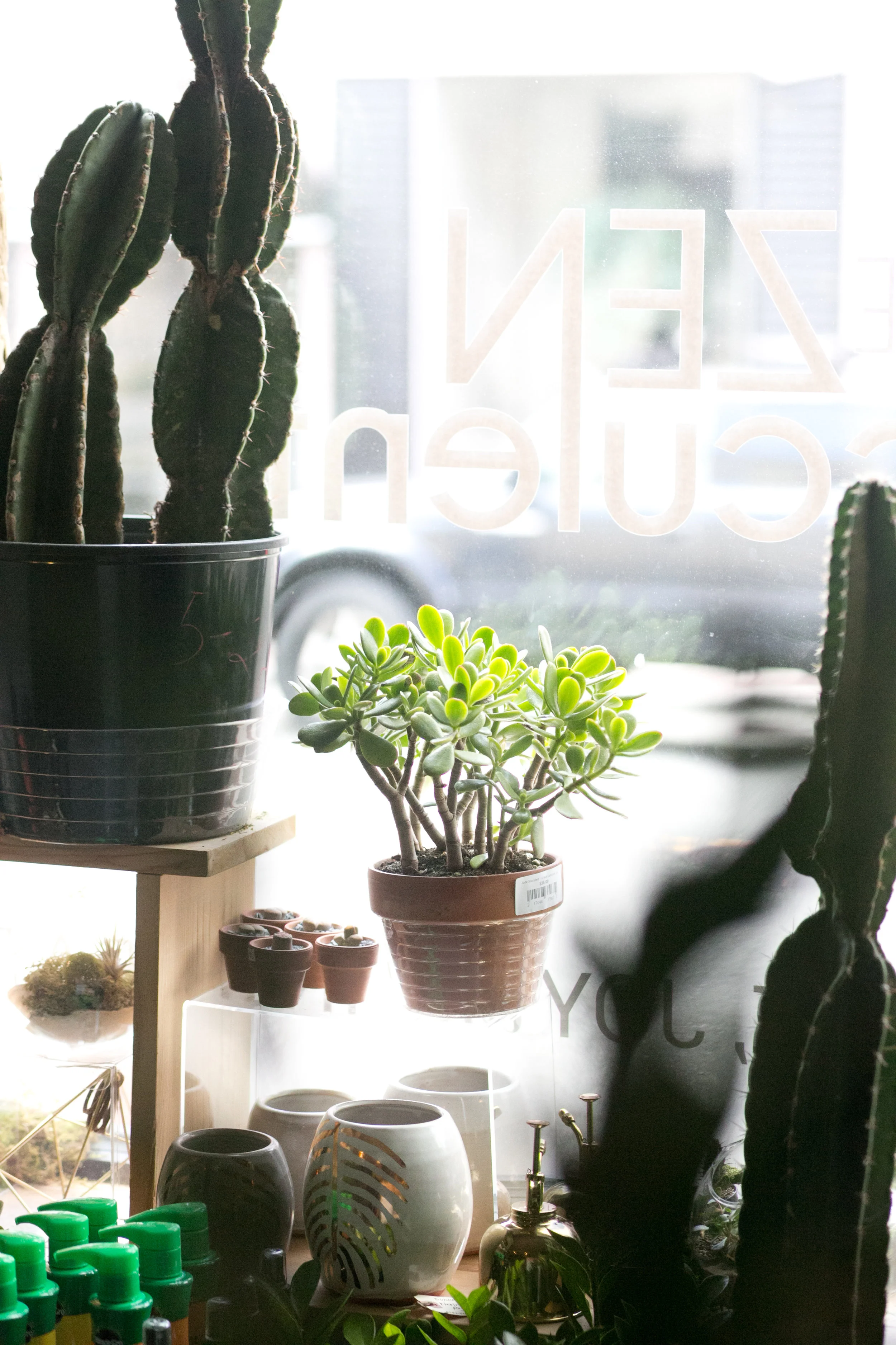 Caring for Succulents — The Zen Succulent | Durham's Neighborhood Plant ...