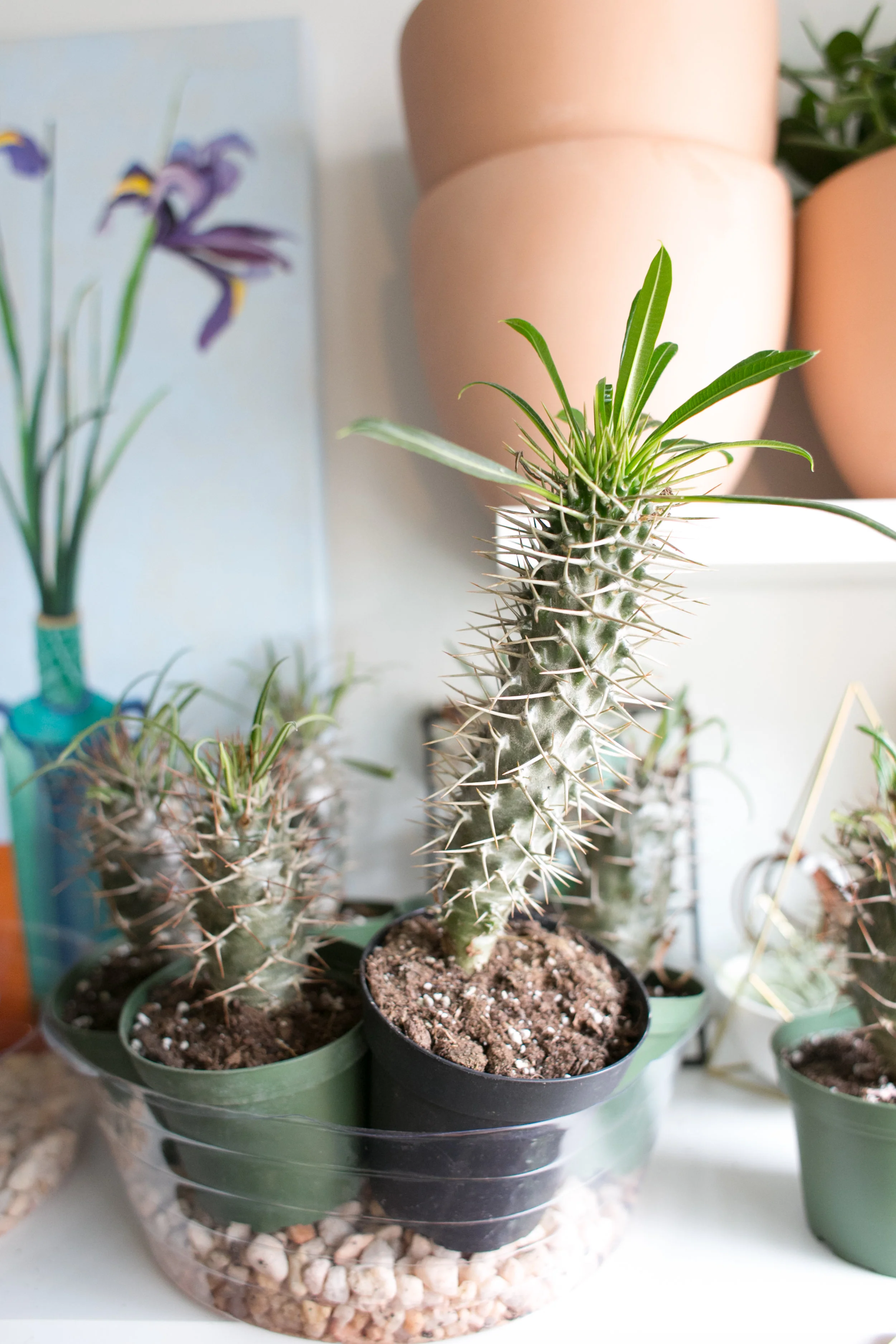5 Picks For New Plant Parents The Zen Succulent Durham s 5-picks-for-new-plant-parents-the-zen-succulent-durham-s
