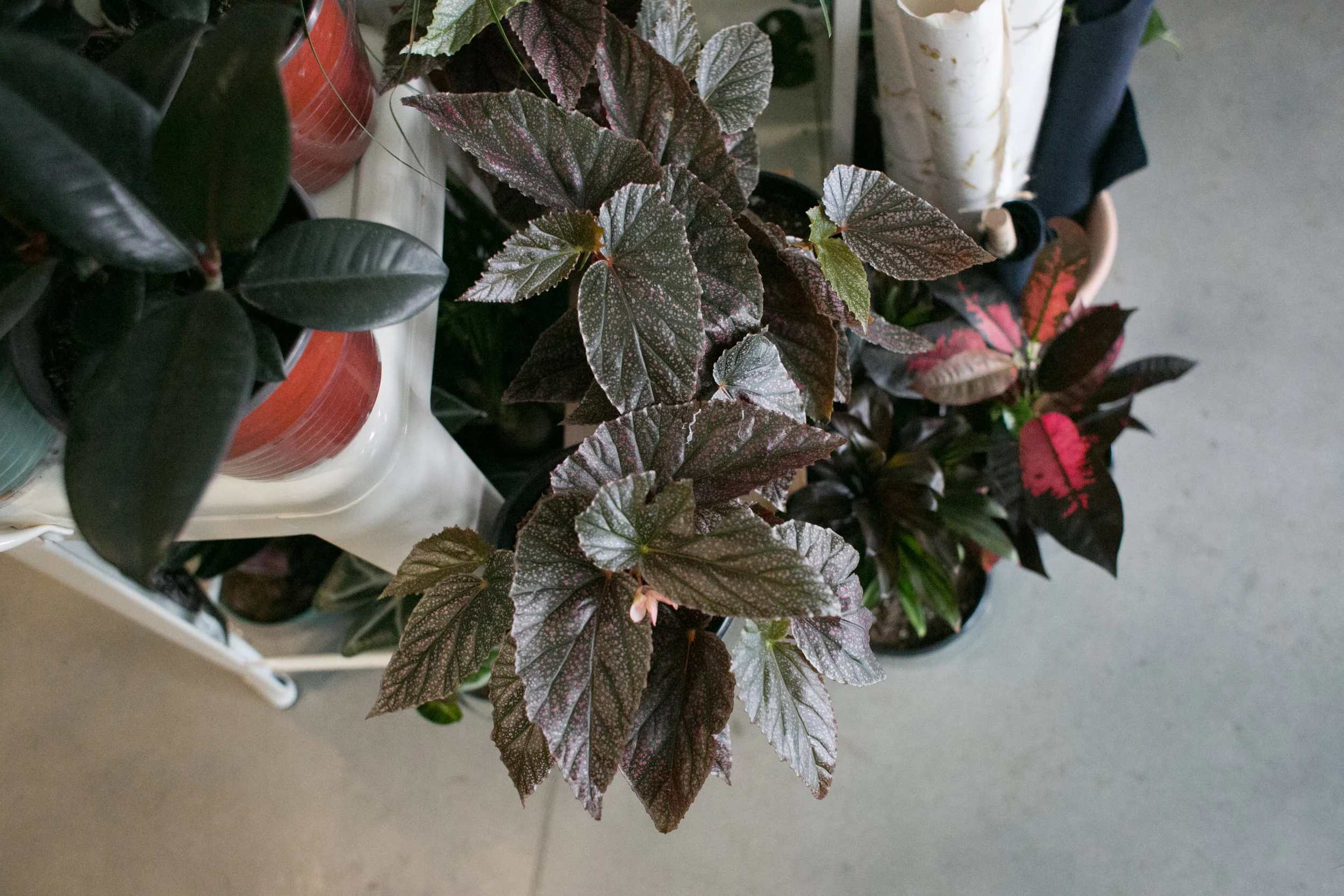 Plant Parent Basics: Pruning — The Zen Succulent | Durham's ...
