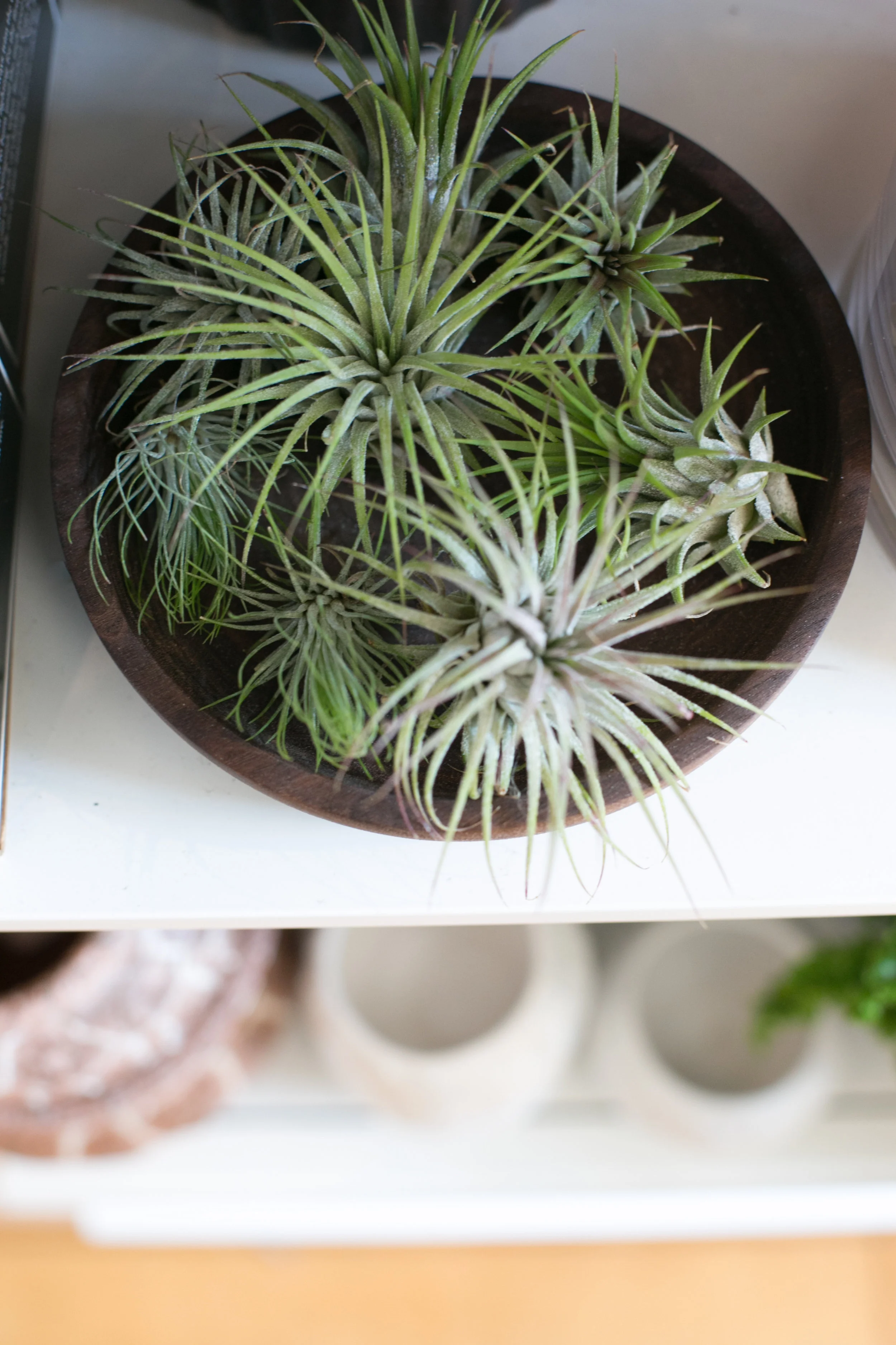 Plants That Work Well in a Bathroom — The Zen Succulent | Durham's ...