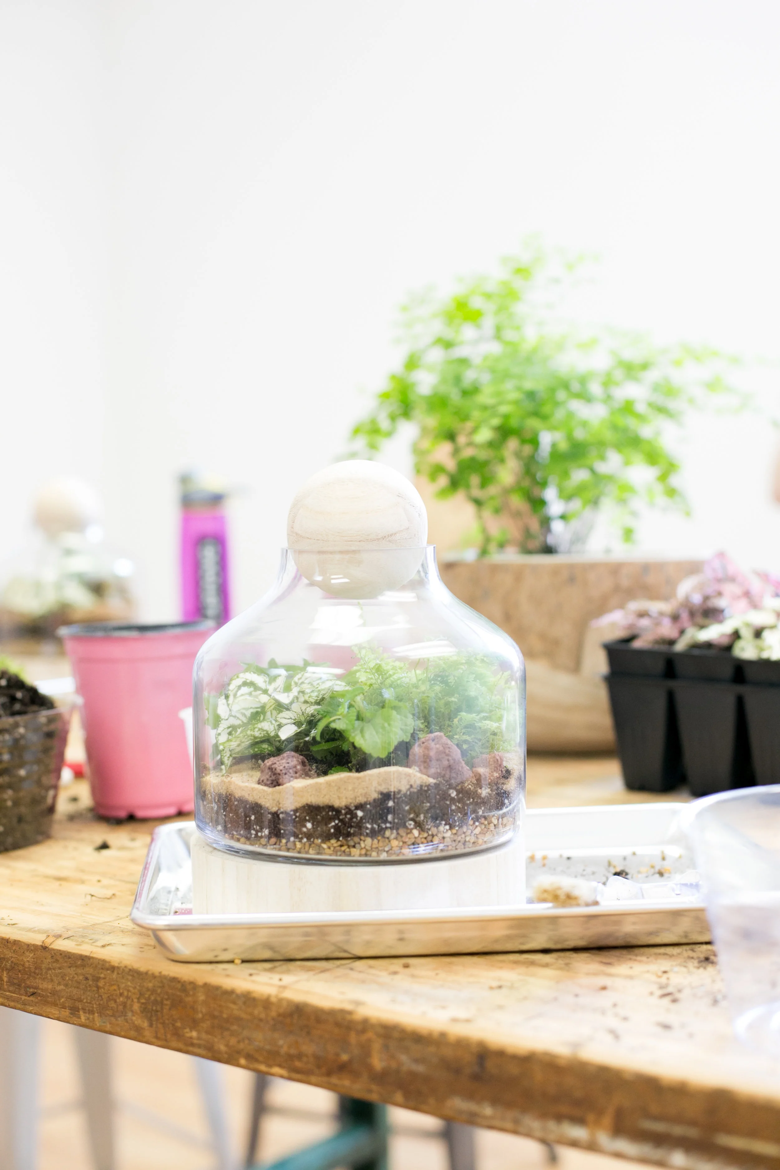 How To Give Your Plants Humidity — The Zen Succulent | Durham's ...