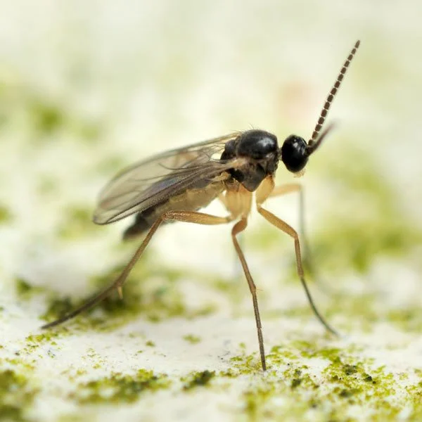 Plant Pest Series: Fungus Gnats — The Zen Succulent | Durham's ...