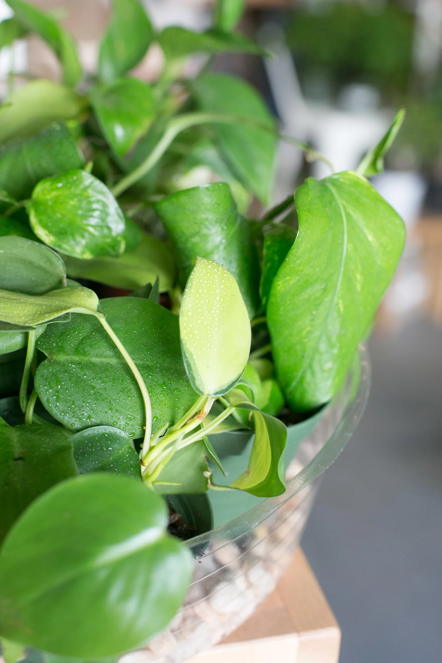 Plant Parent Basics: Humidity — The Zen Succulent | Durham's ...