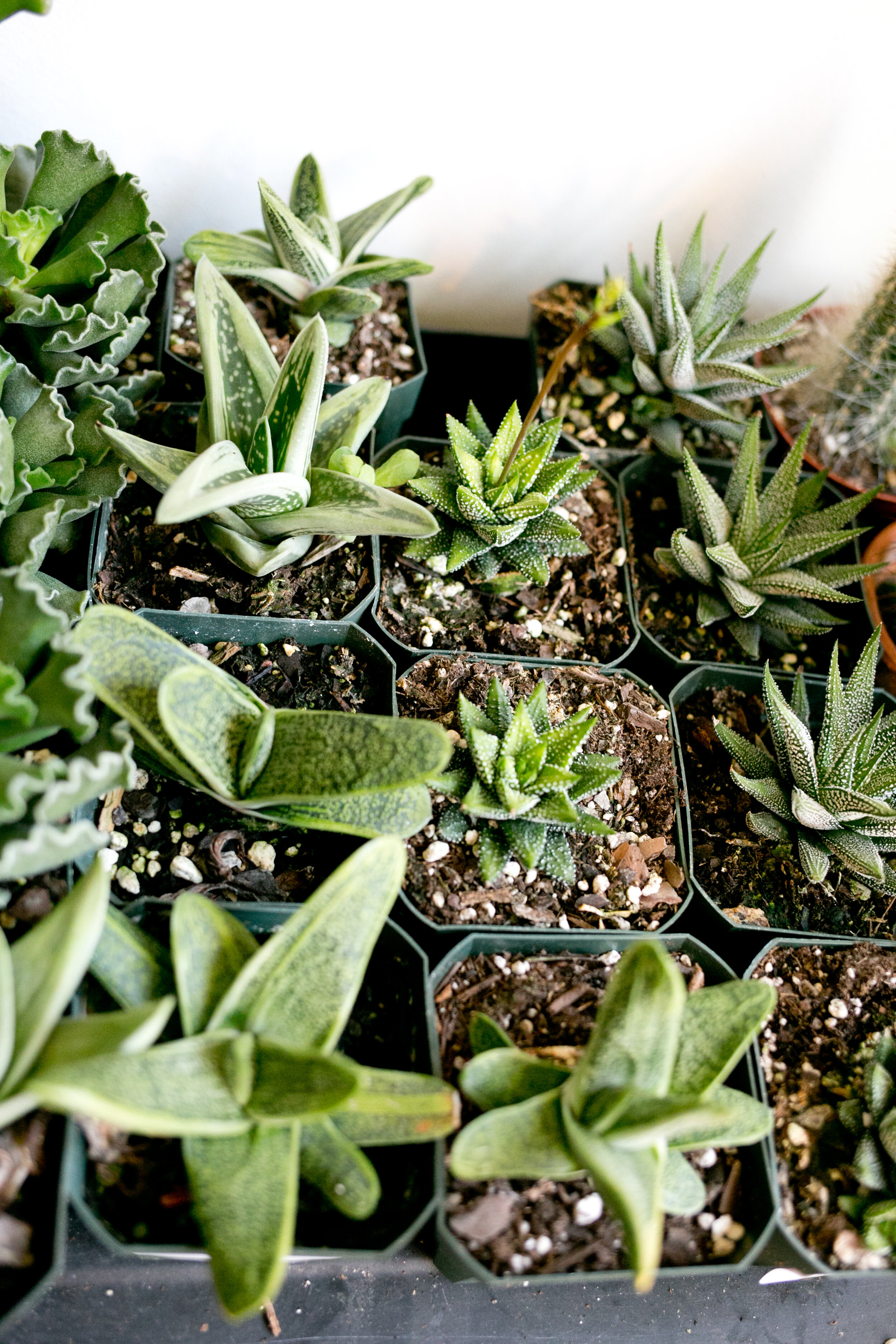 5 Plants That Thrive on Neglect — The Zen Succulent | Durham's ...
