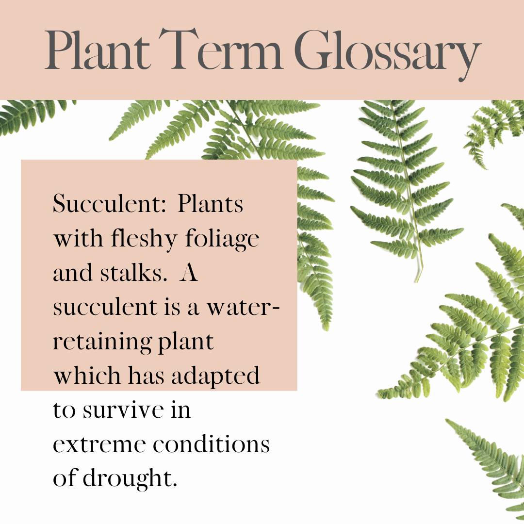 Plant Terms You Need To Know — The Zen Succulent | Durham's ...