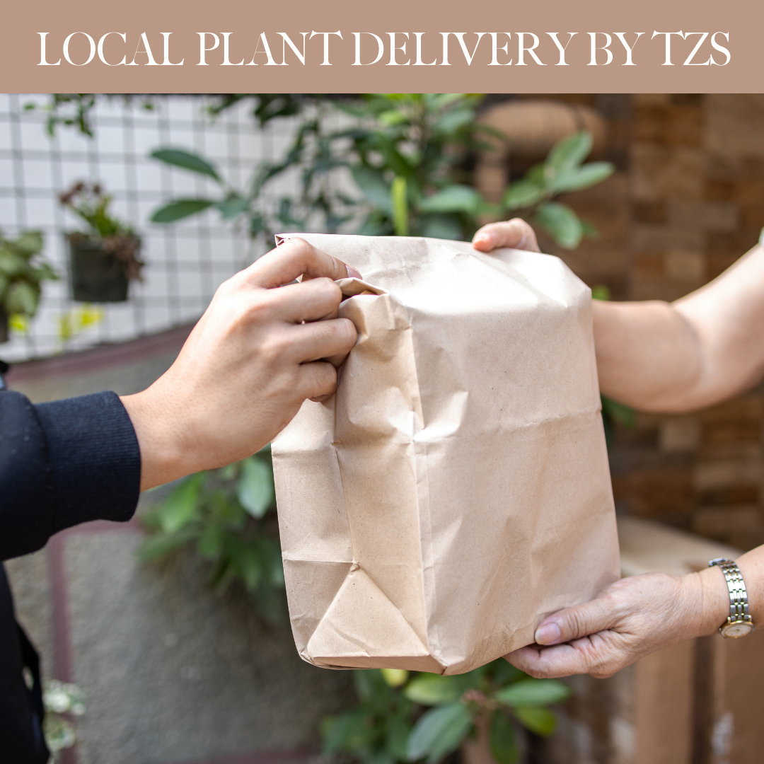Everything You Need To Know About Plant Delivery — The Zen Succulent ...