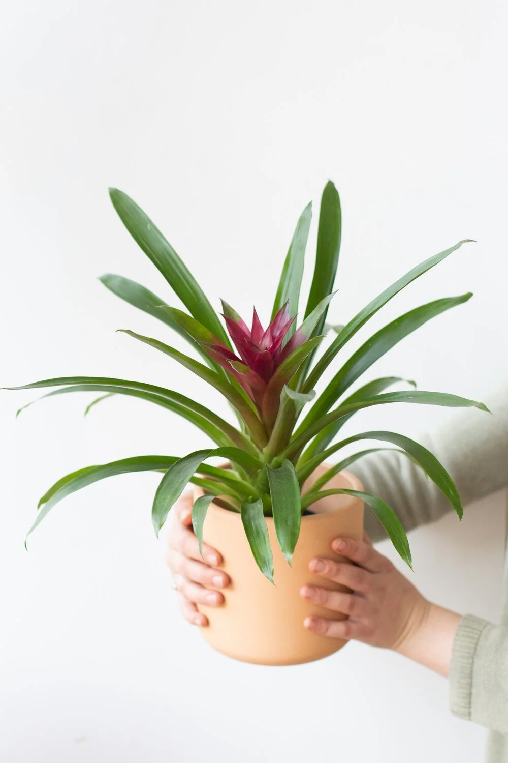 Plant Tip Tuesday: The Temperature Zones — The Zen Succulent | Durham's ...