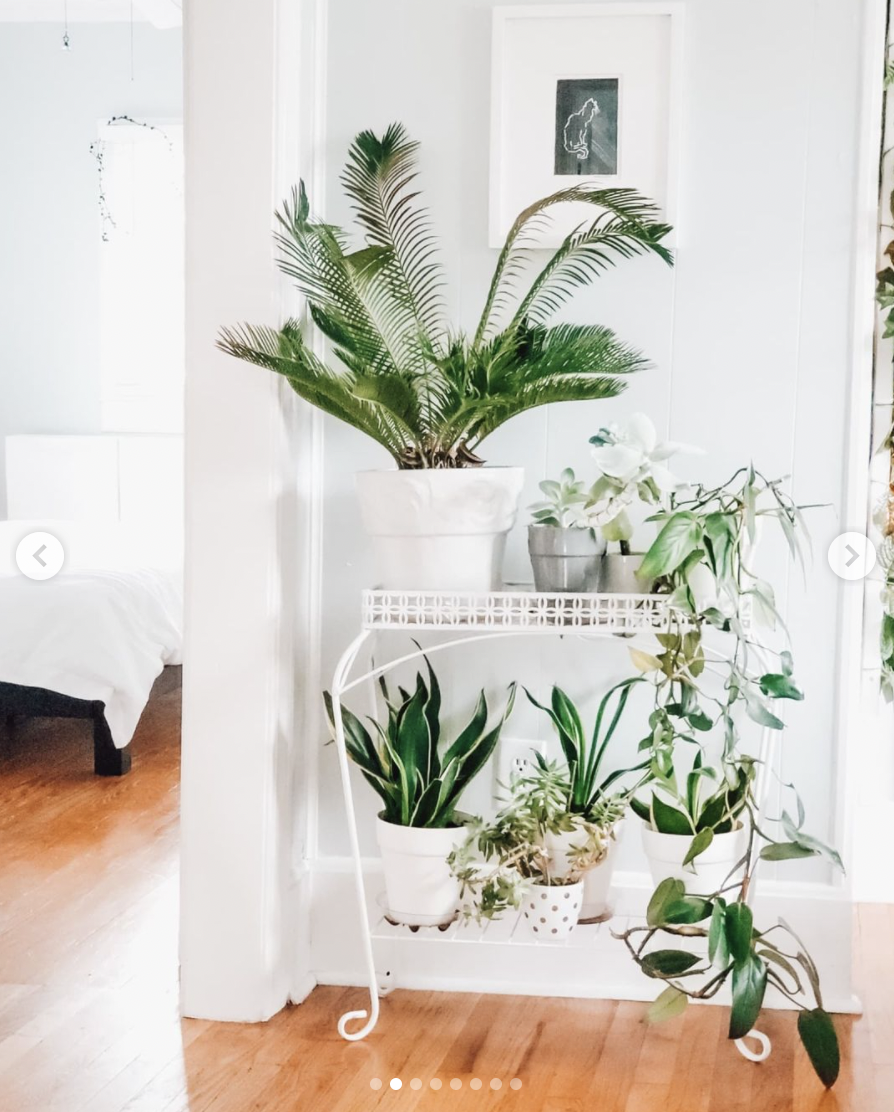 Plant Placement: Where Plants Will Grow Best In Your Home — The Zen ...