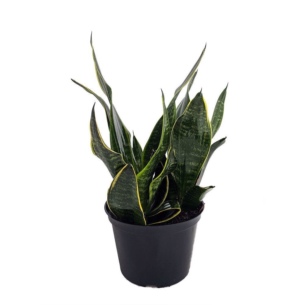 The Best Low Light, No Fuss Houseplants — The Zen Succulent | Durham's ...