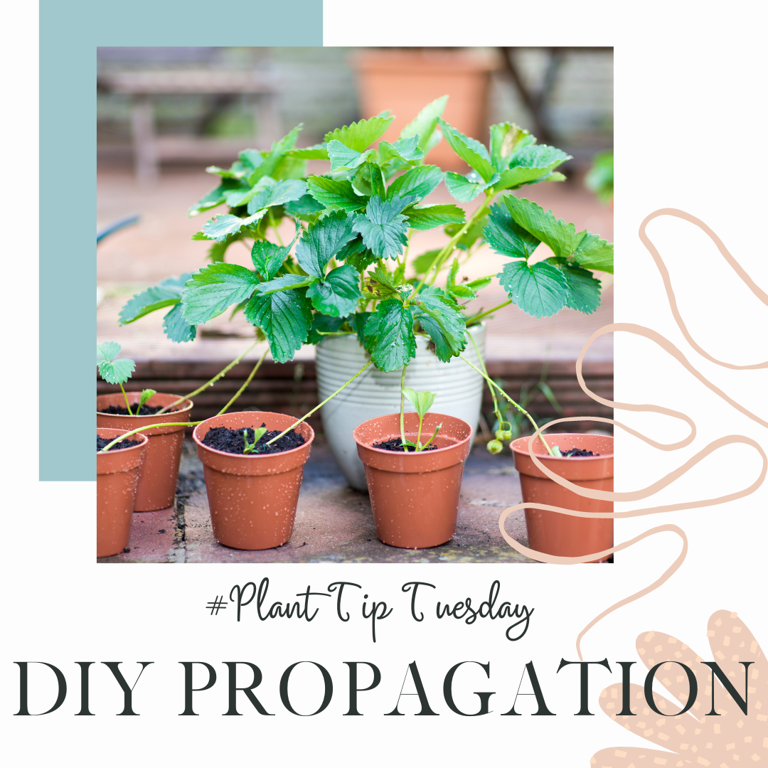 Propagation: What Does It Mean And How To Do It — The Zen Succulent ...