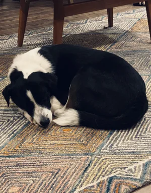 Let's Talk Art — tara will