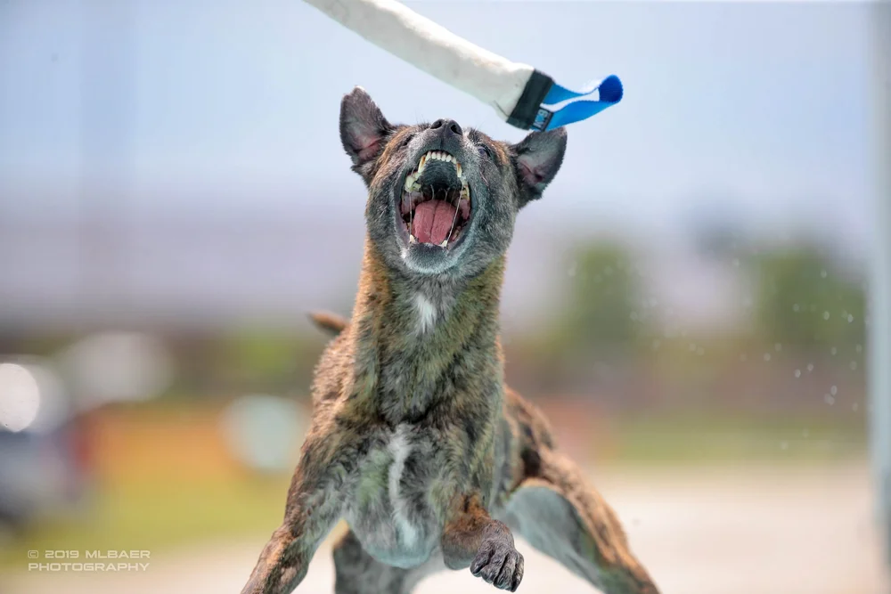 Dock Diving — Einstein Dog Training