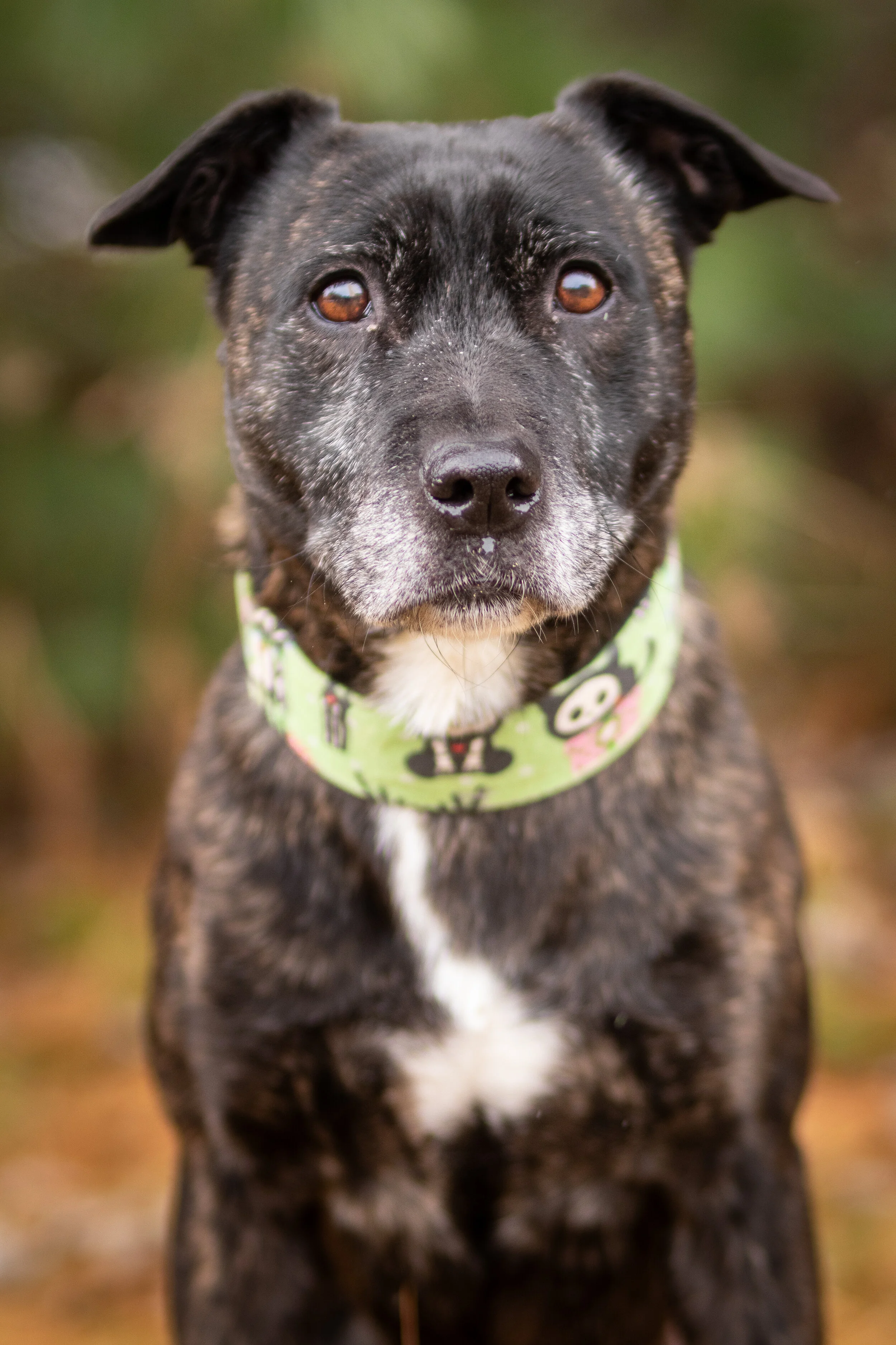 Blog — Einstein Dog Training