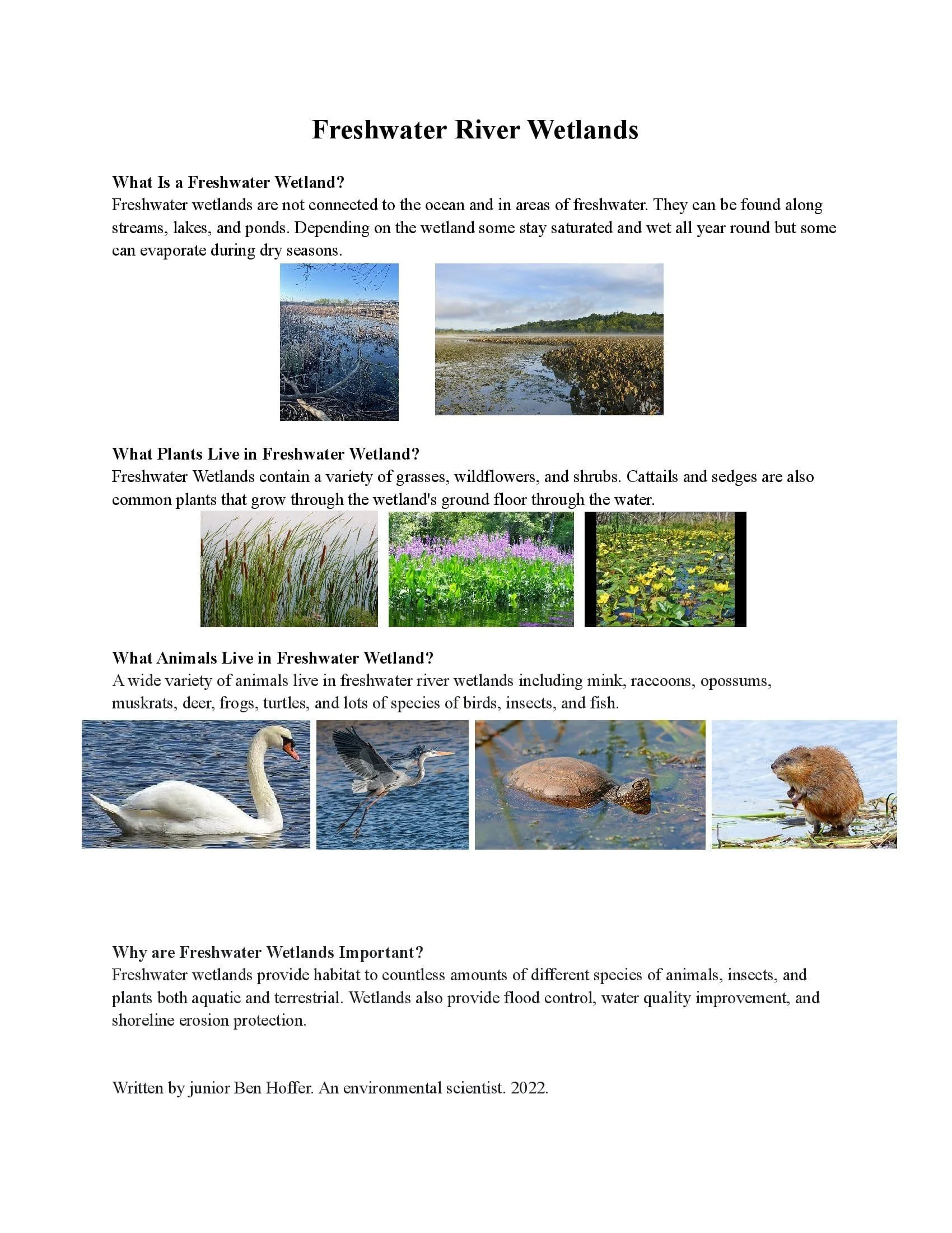 Freshwater Wetland Animals