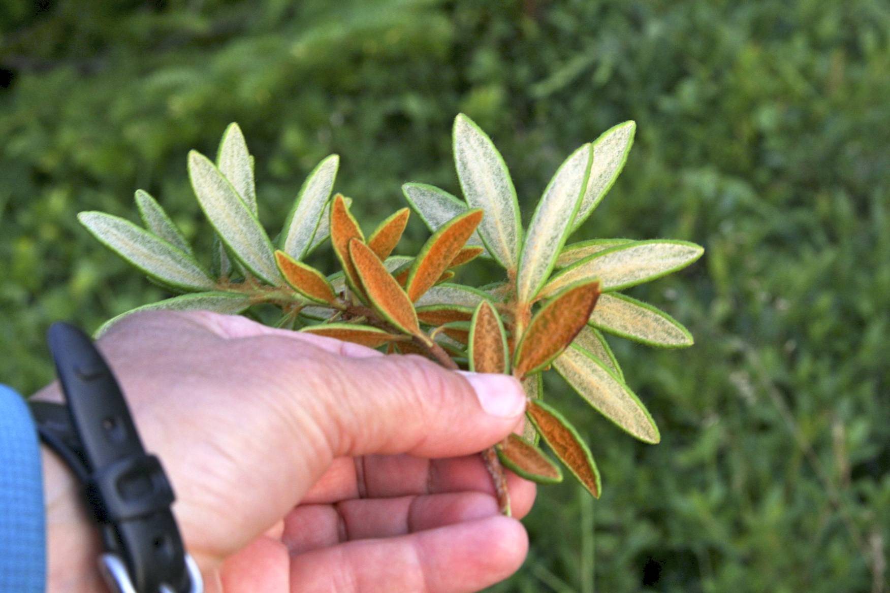 How Much Caffeine Does Labrador Tea Have In It