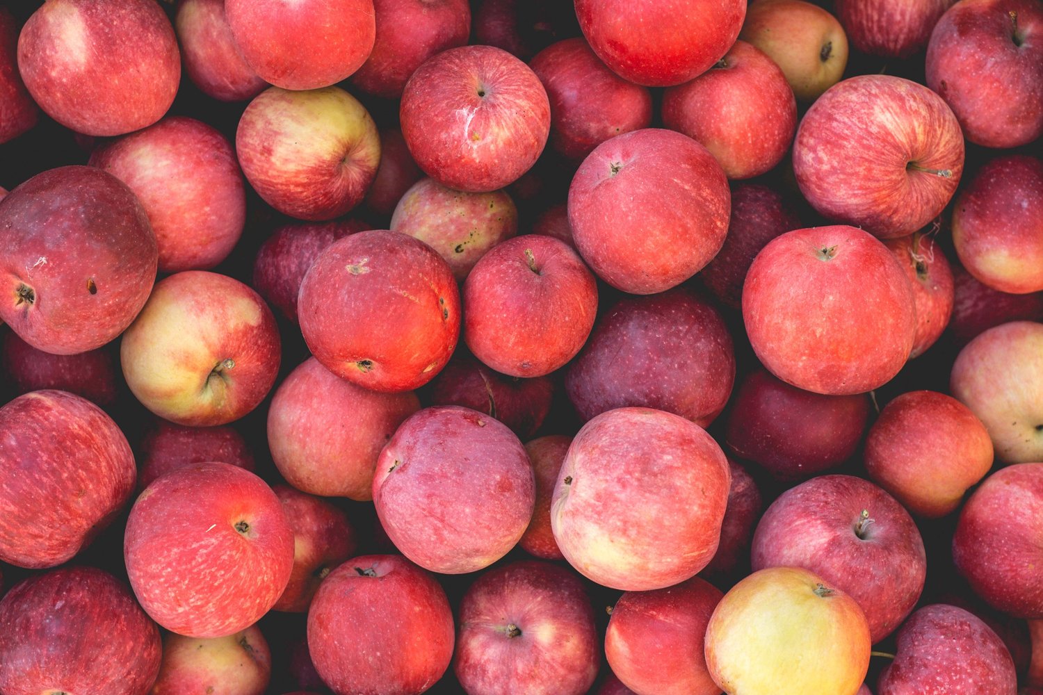 Current Projects — Food First NL