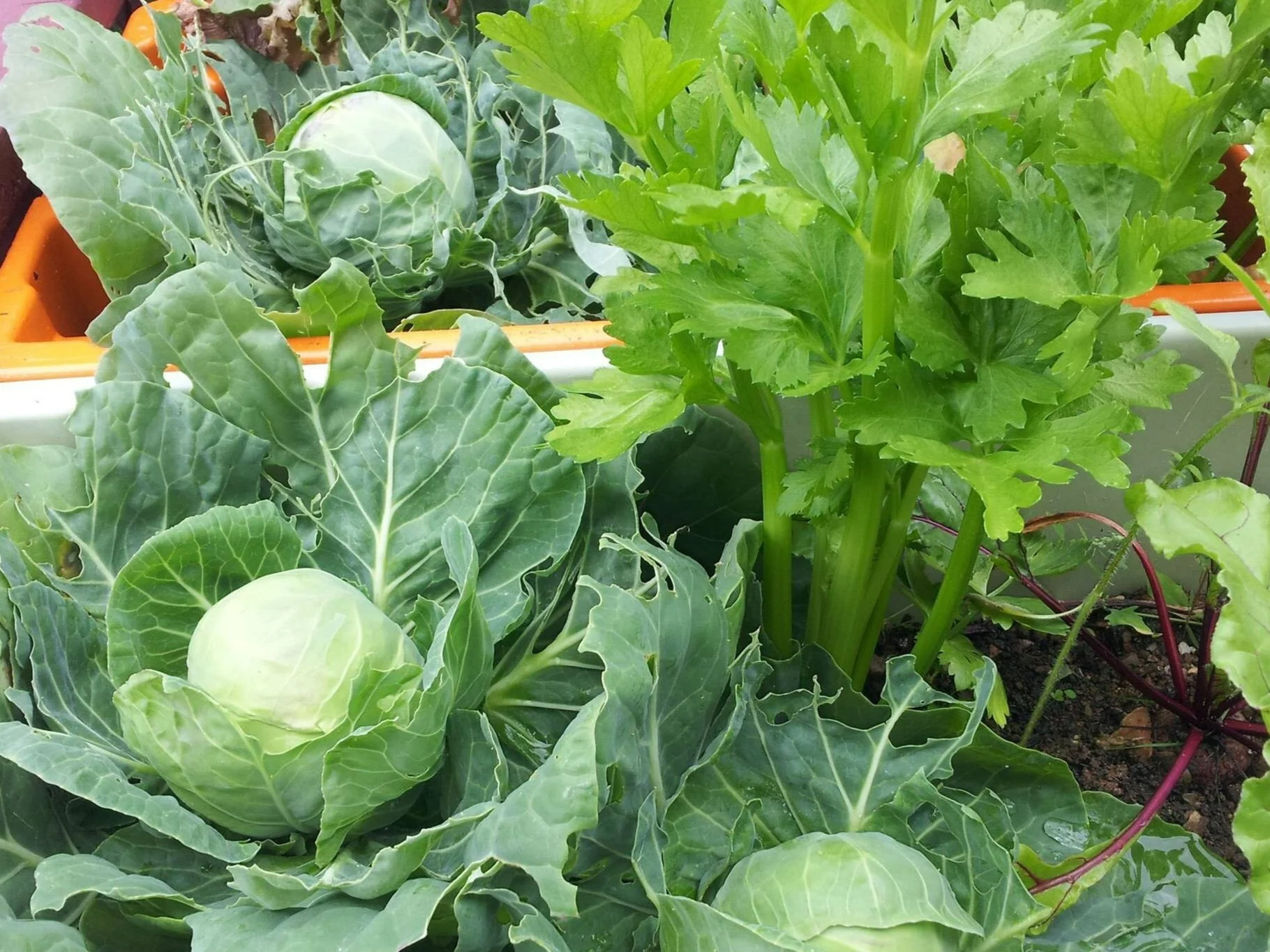 Current Projects — Food First NL