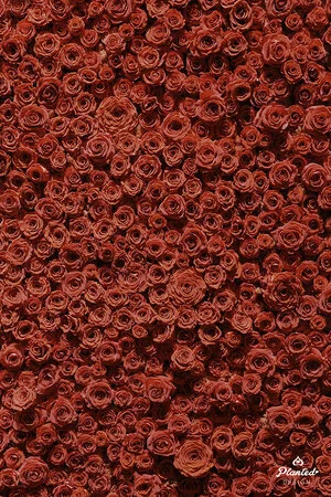 Gallery - 2K Games — Planted Design