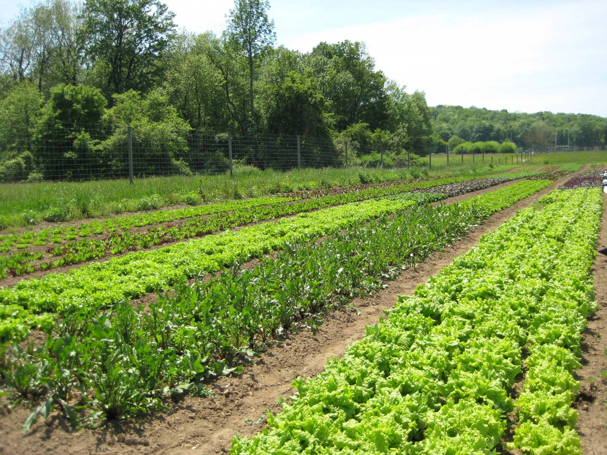 The Farm — Poughkeepsie Farm Project