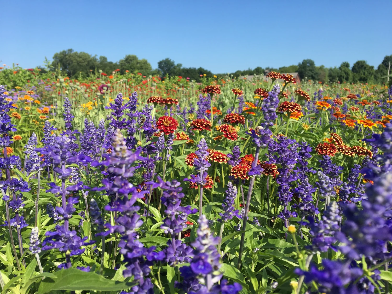 About Us — Poughkeepsie Farm Project