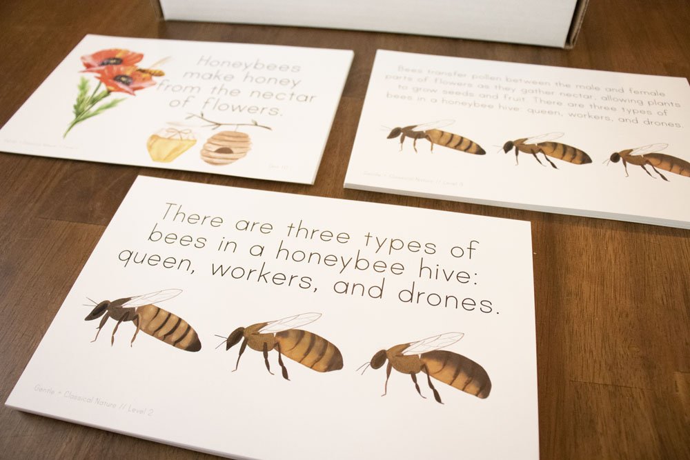 3 Easy Ways to Implement Nature Study in Your Homeschool Curriculum ...