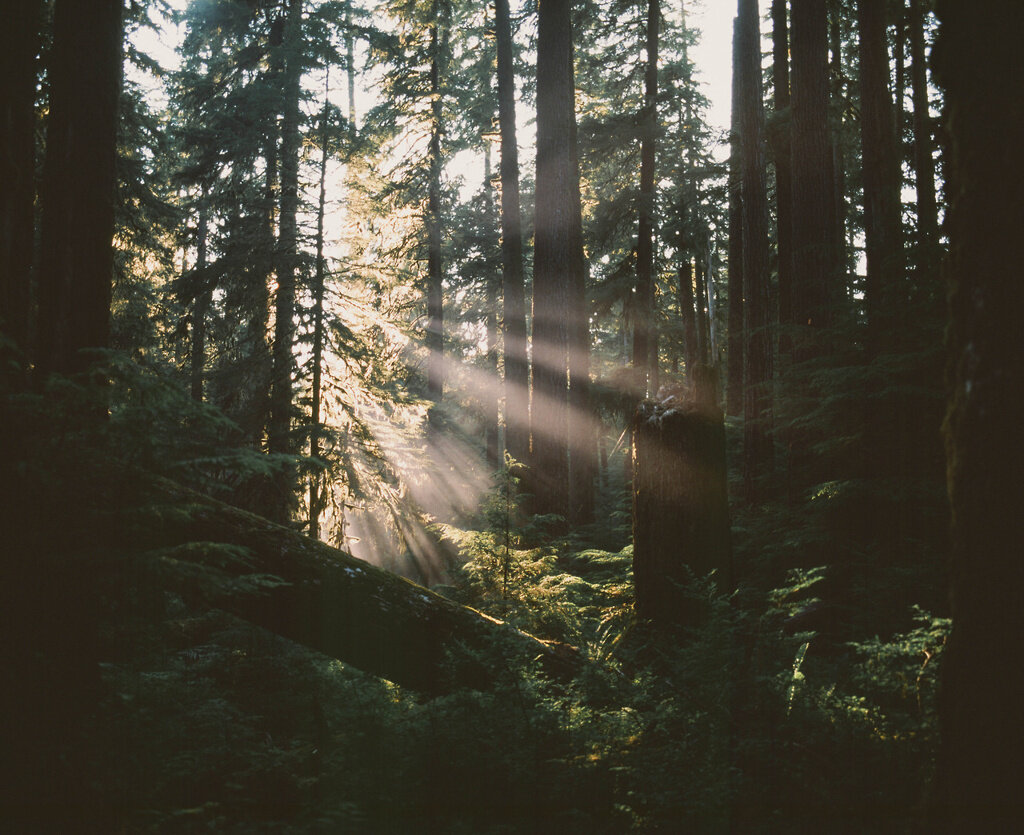 LANDSCAPES — JARED CHAMBERS