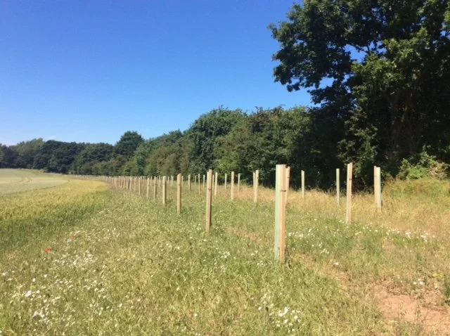 Woodlands & Forestry — Alscot - An Award-Winning Estate