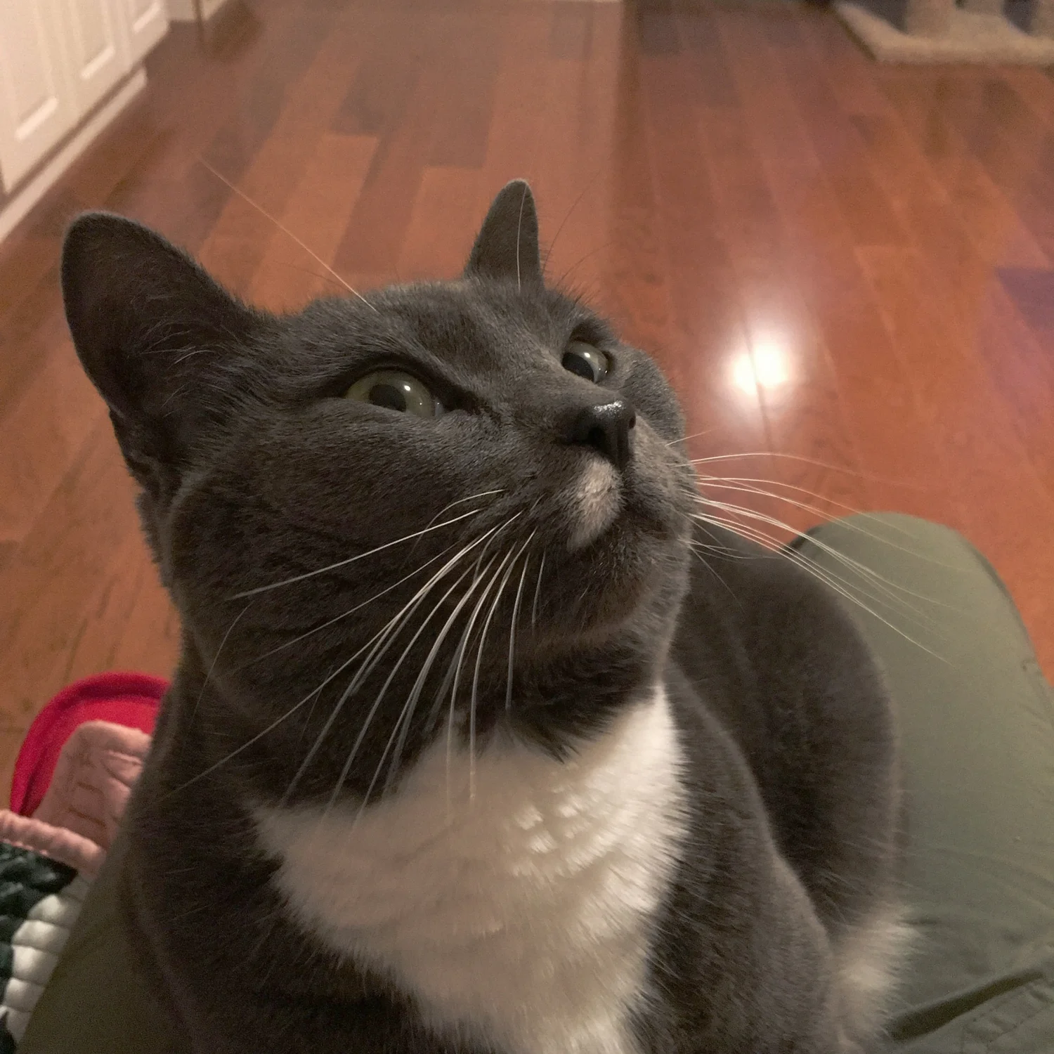 Charlotte's Cat Shack cat boarding - http://www.charlottescatshack.com ...