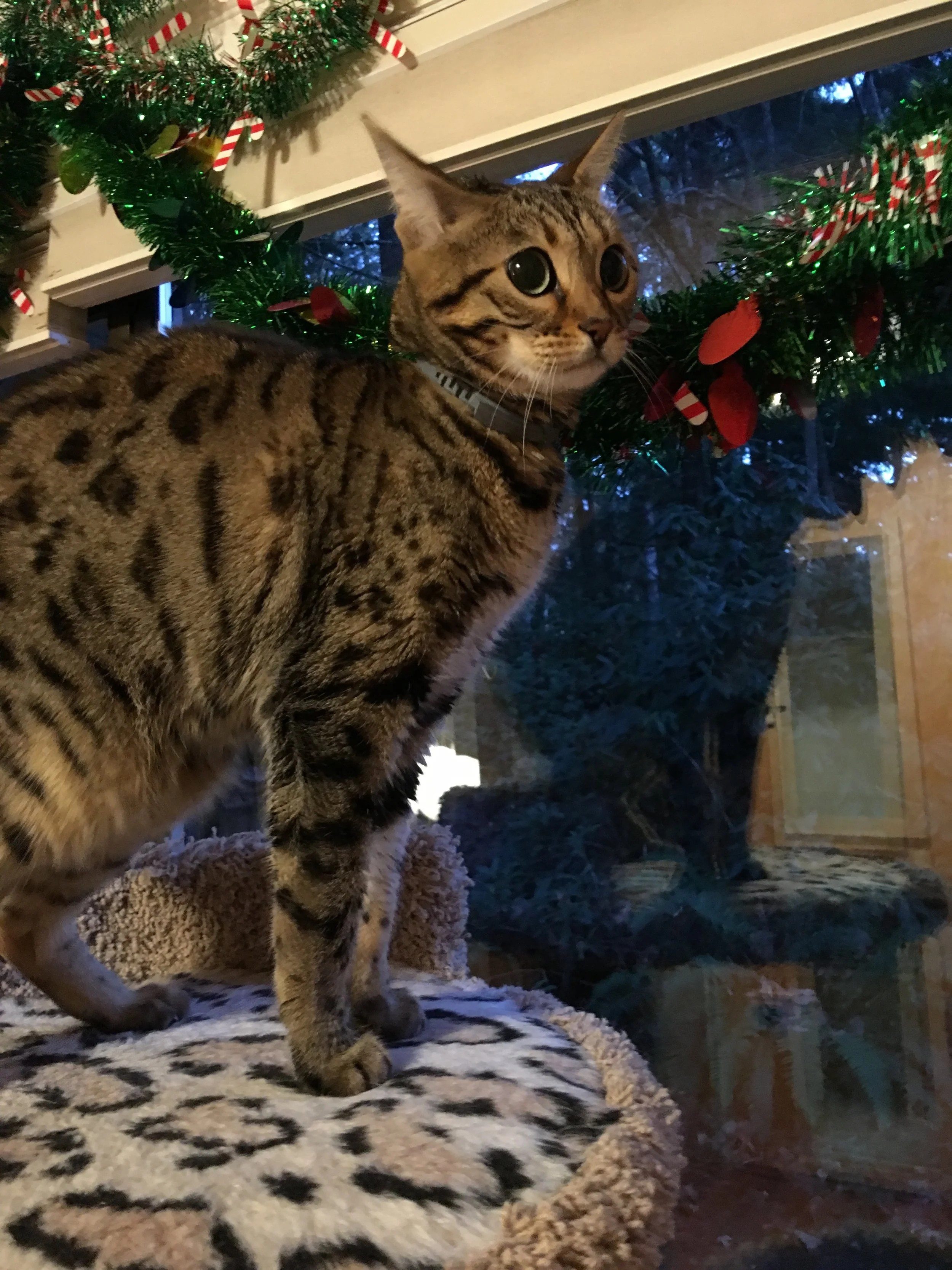 Charlotte's Cat Shack Cat Boarding - About