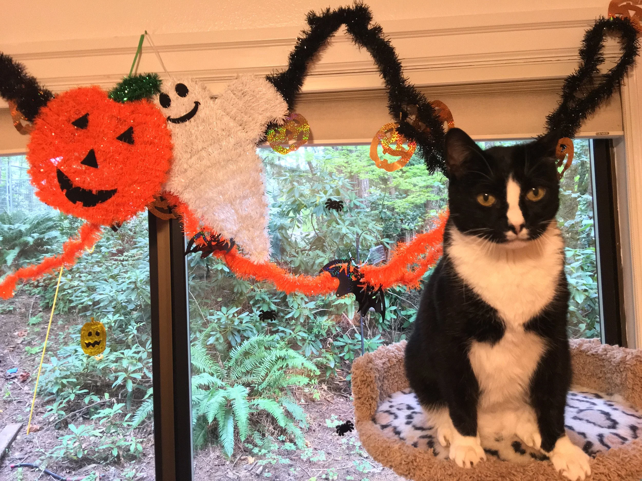 Charlotte's Cat Shack Cat Boarding - About