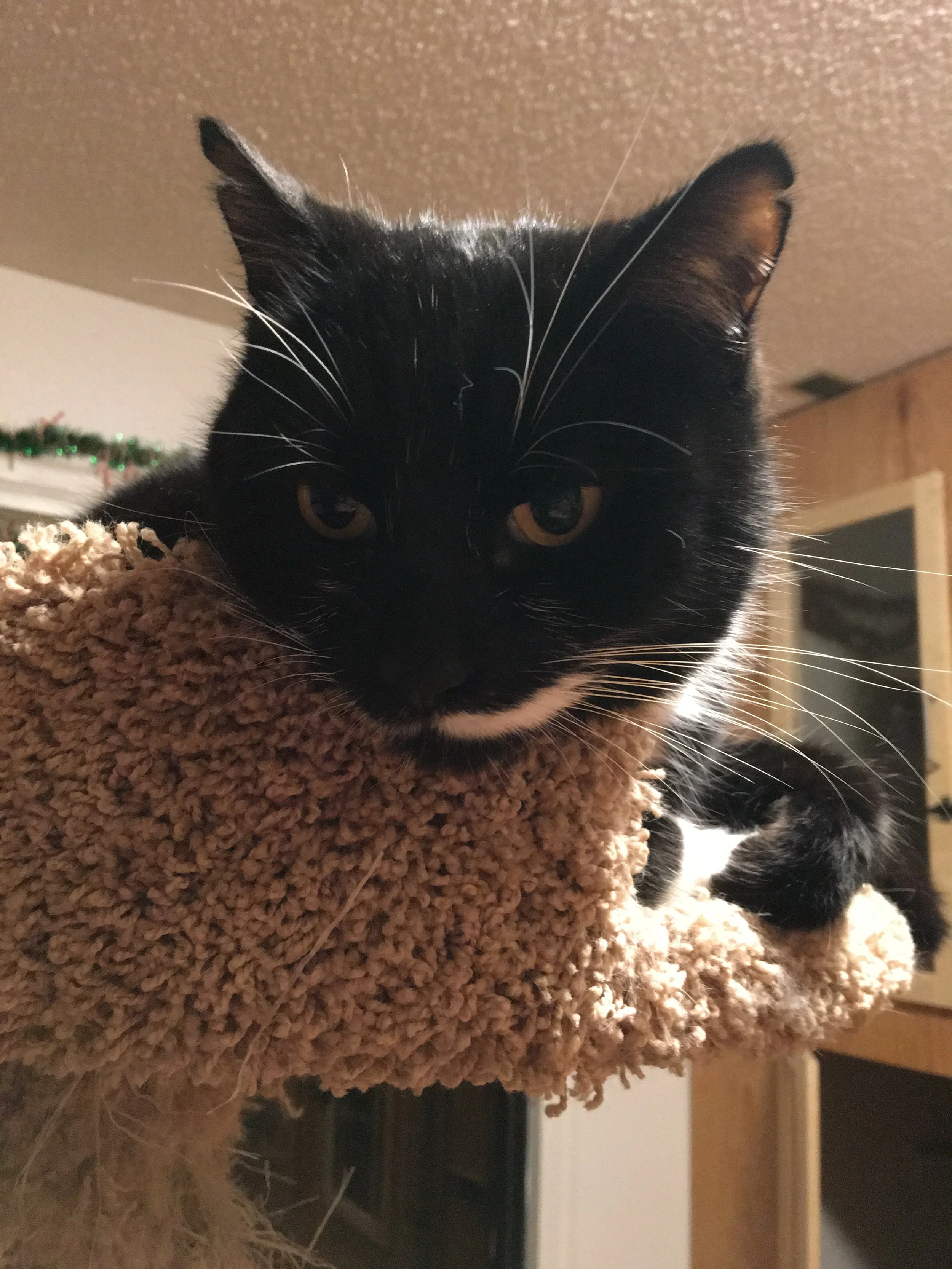 Charlotte's Cat Shack cat boarding - http://www.charlottescatshack.com ...