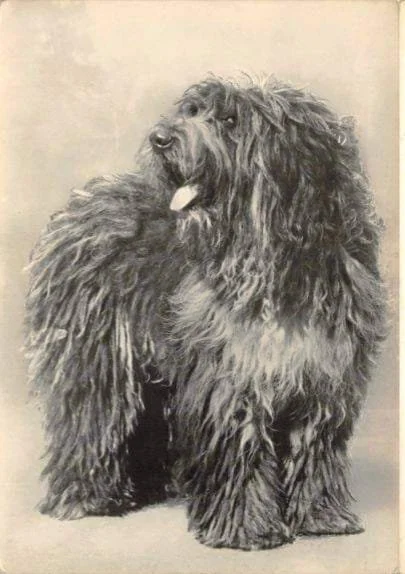 History — National Bergamasco Sheepdog Alliance