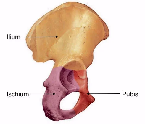 The Sacroiliac Joint Explained — Richmond Rehab | Physio, Exercise ...