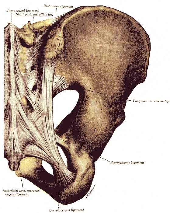 The Sacroiliac Joint Explained — Richmond Rehab | Physio, Exercise ...