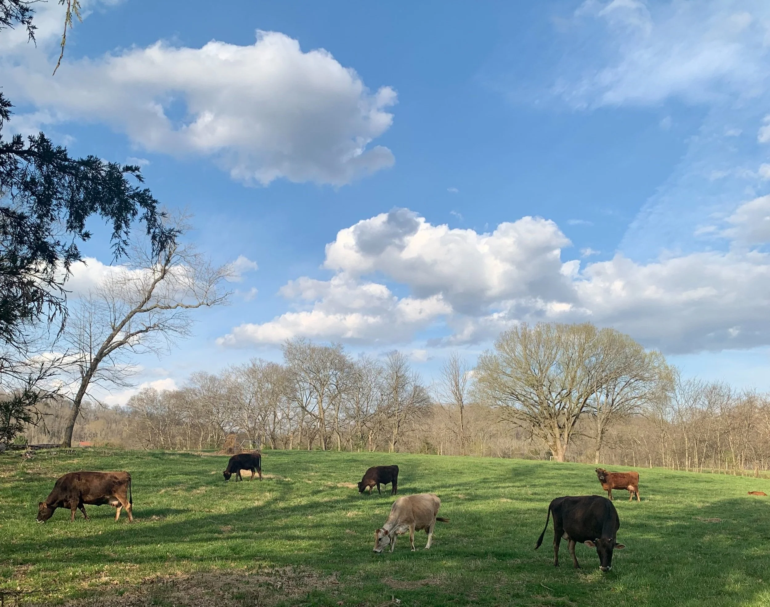 Our Farm — Bells Bend Farms